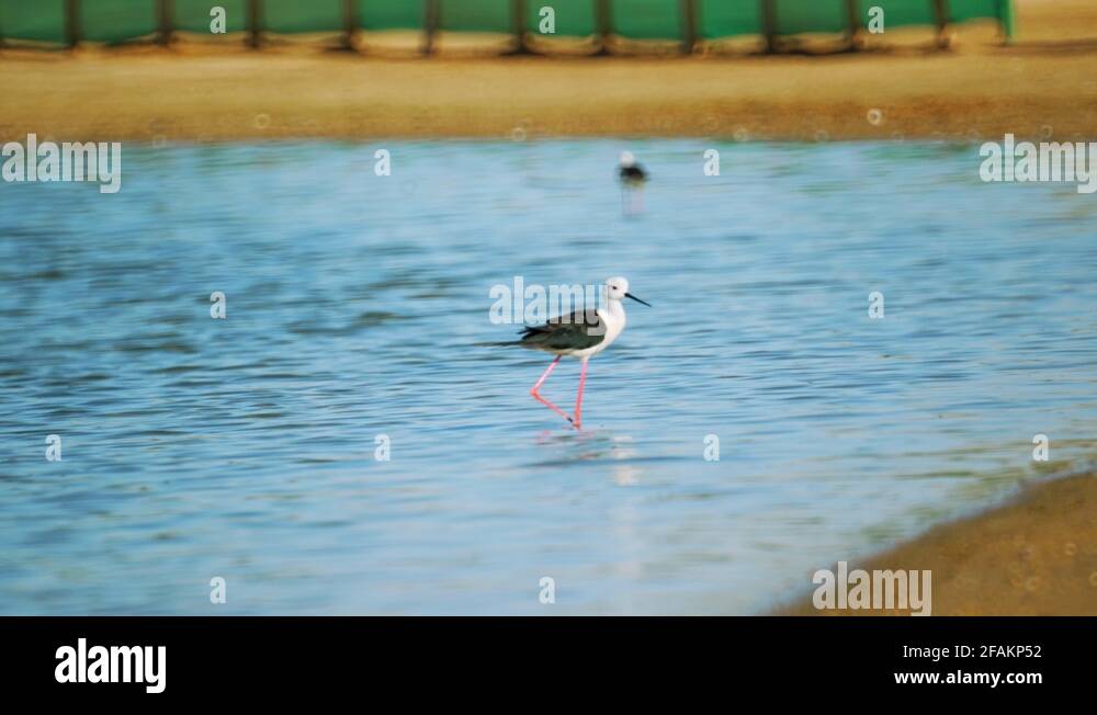 Bird stilt stilts birds Stock Videos & Footage - HD and 4K Video Clips ...