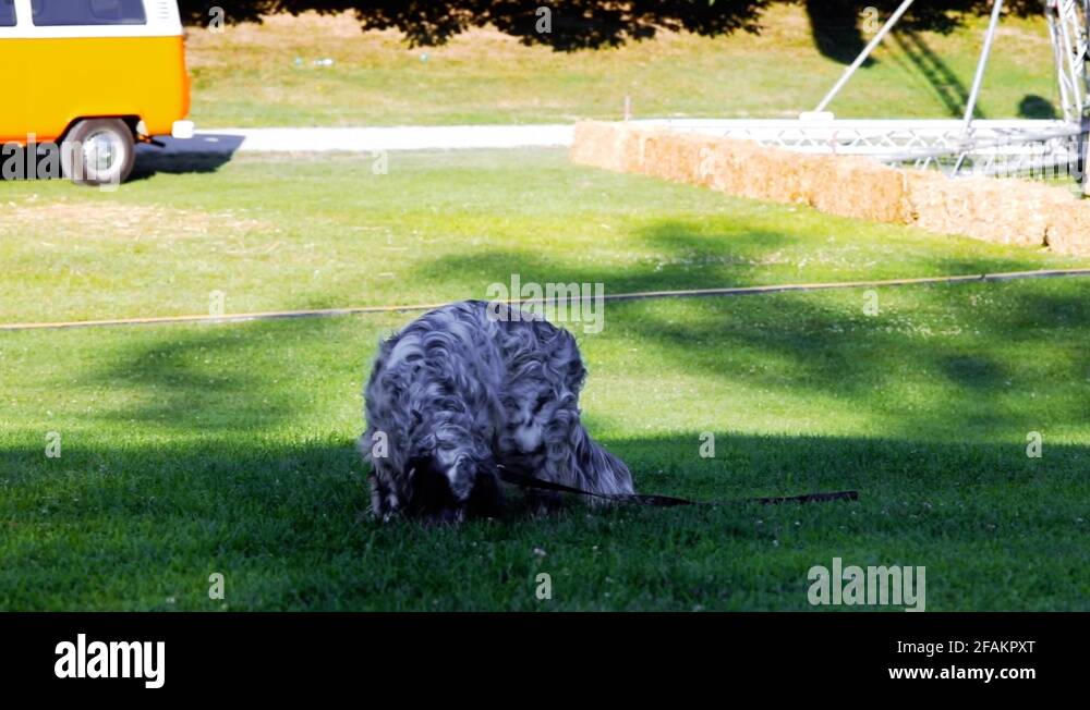 English setter Stock Videos & Footage - HD and 4K Video Clips - Alamy