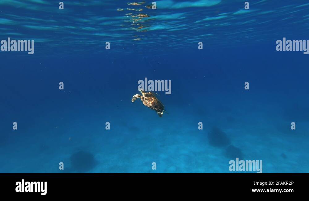 Purple turtle Stock Videos & Footage - HD and 4K Video Clips - Alamy