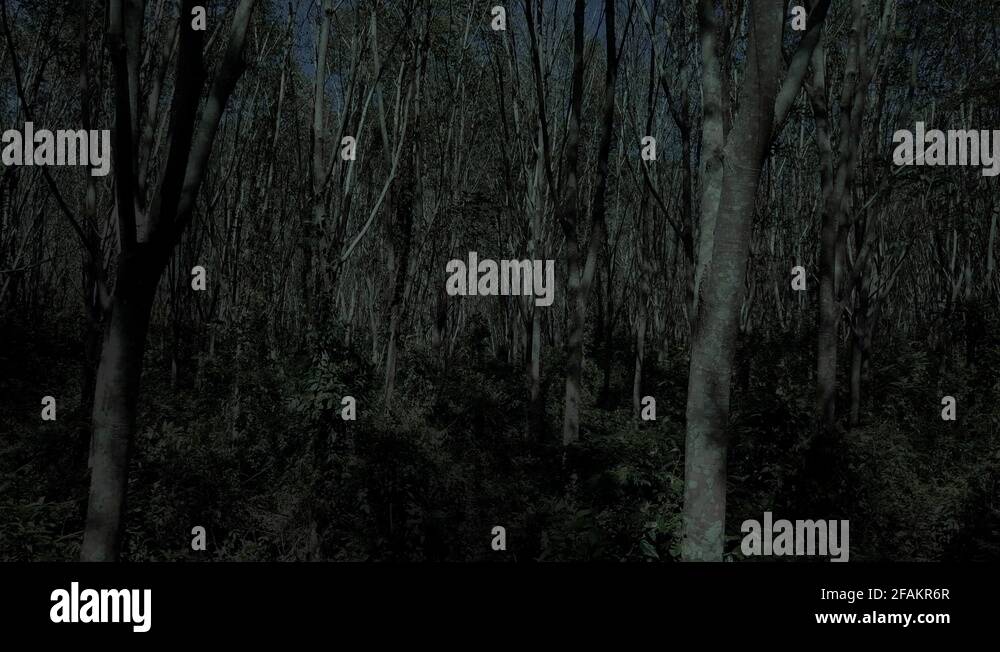 Garden tree shadow night Stock Videos & Footage - HD and 4K Video Clips ...