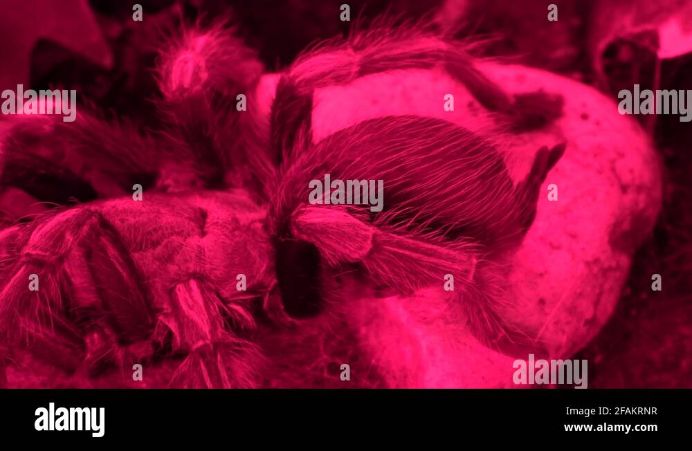 Viewing close up a giant tarantula in infrared light Stock Video ...