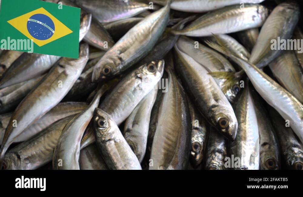 Brazil fish Stock Videos & Footage - HD and 4K Video Clips - Alamy