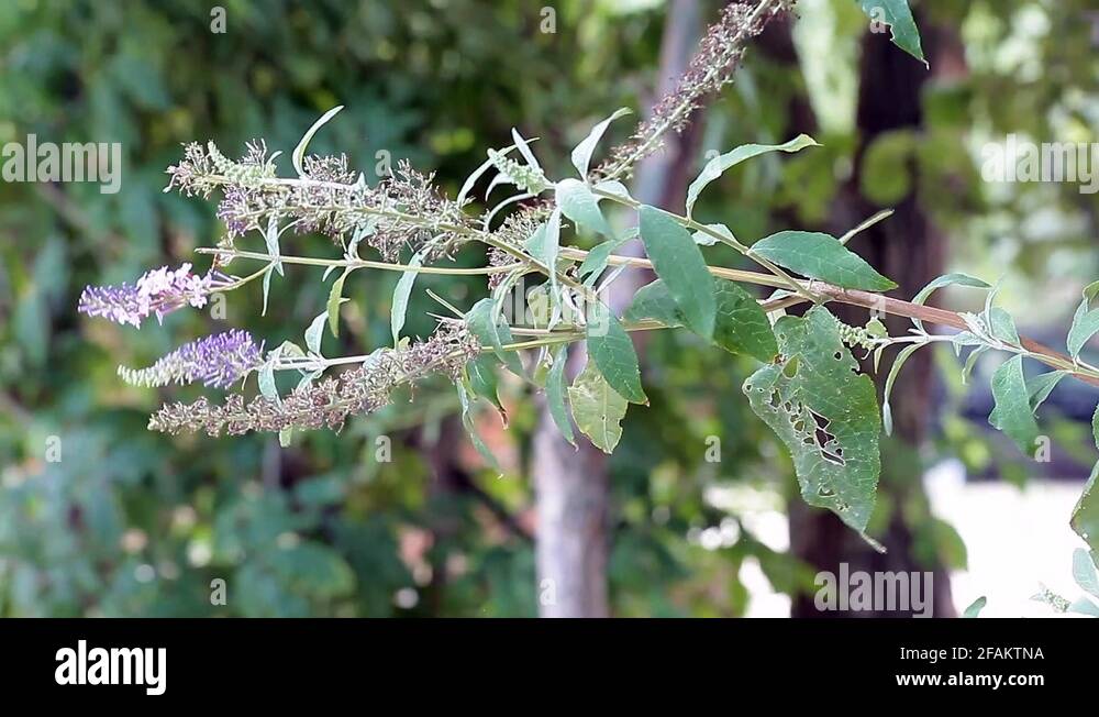 Wild buddleja davidii Stock Videos & Footage - HD and 4K Video Clips ...
