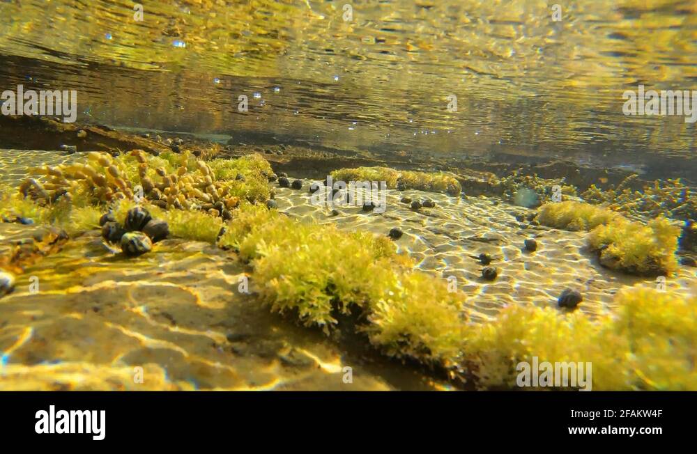 Rockpool creatures Stock Videos & Footage - HD and 4K Video Clips - Alamy