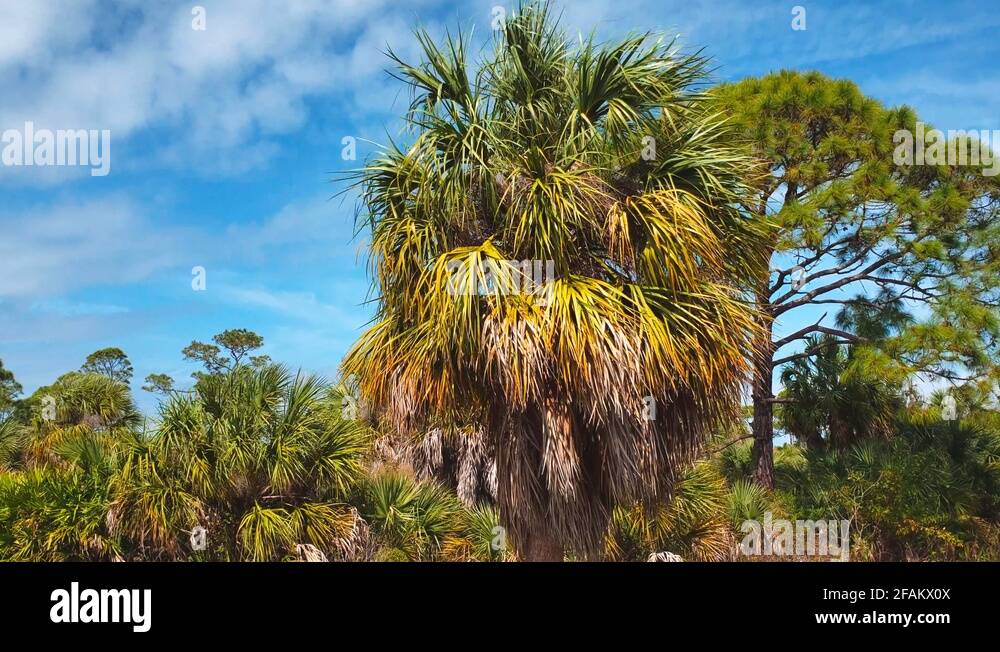 Palm tree limb Stock Videos & Footage - HD and 4K Video Clips - Alamy