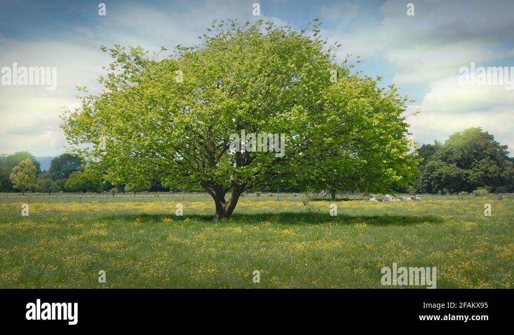 Matamata farm Stock Videos & Footage - HD and 4K Video Clips - Alamy