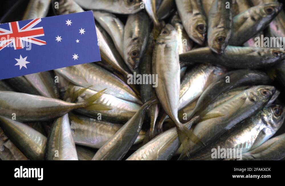 Australian australia fish Stock Videos & Footage - HD and 4K Video ...