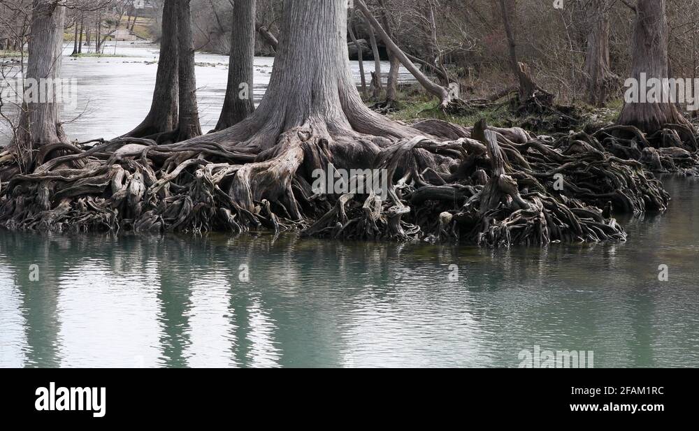 Cyprus tree Stock Videos & Footage - HD and 4K Video Clips - Alamy