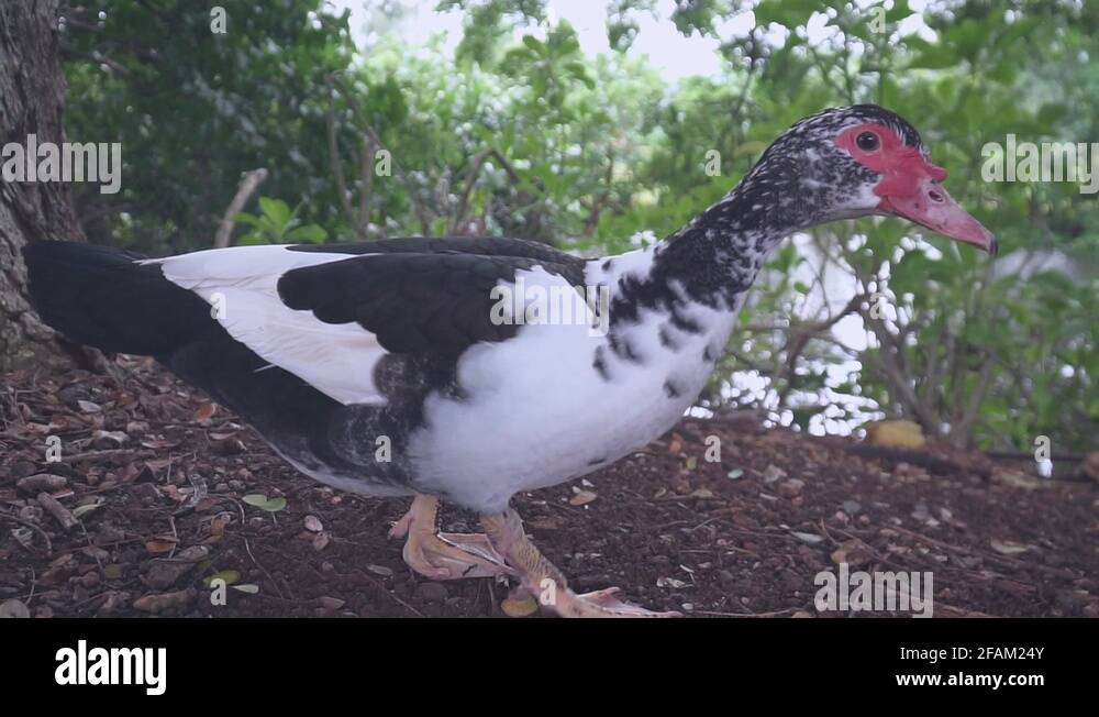 Duck looking into the camera Stock Videos & Footage - HD and 4K Video ...