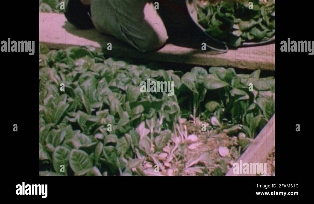 Loading plants Stock Videos & Footage - HD and 4K Video Clips - Alamy