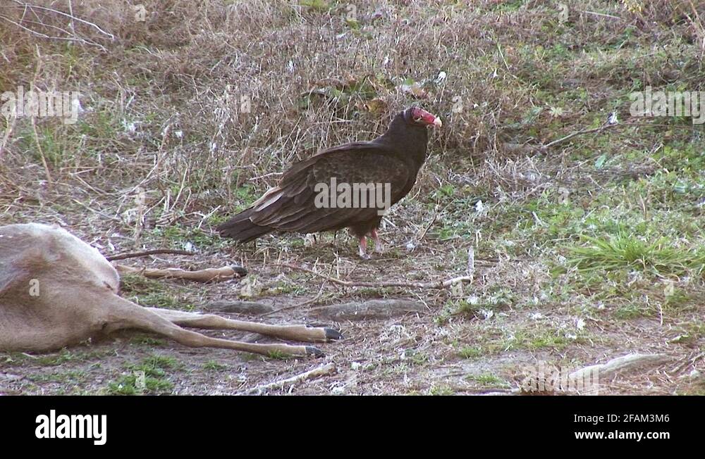 Dead red deer Stock Videos & Footage - HD and 4K Video Clips - Alamy