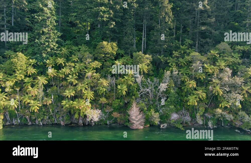Native fern trees Stock Videos & Footage - HD and 4K Video Clips - Alamy