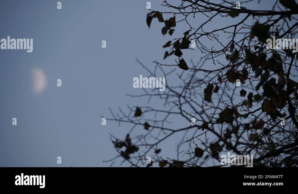 Full moon through branches Stock Videos & Footage - HD and 4K Video ...