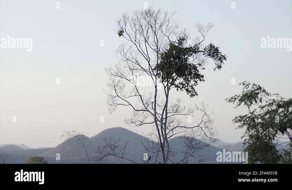 Wind tree landscape Stock Videos & Footage - HD and 4K Video Clips - Alamy