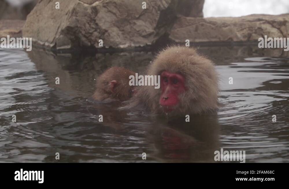 Monkey hot springs Stock Videos & Footage - HD and 4K Video Clips - Alamy