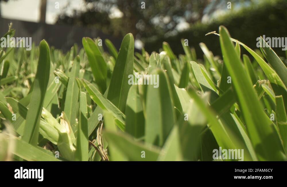 Long uncut grass Stock Videos & Footage - HD and 4K Video Clips - Alamy