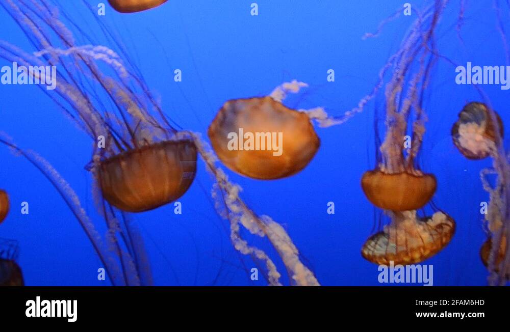 Float weightlessly Stock Videos & Footage - HD and 4K Video Clips - Alamy