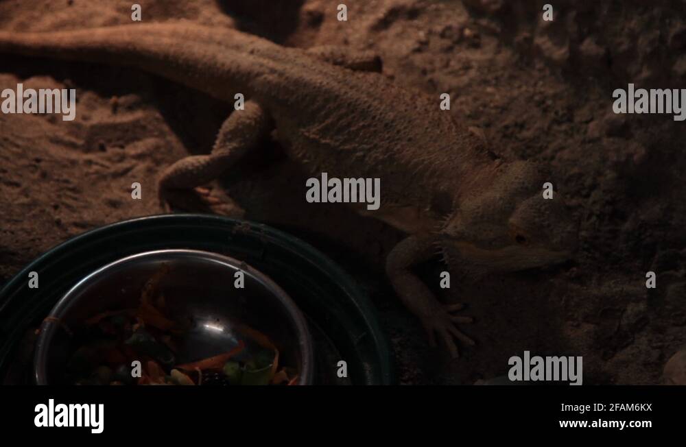Overhead shot of a lizard under a heat lump in a desert setting at a ...