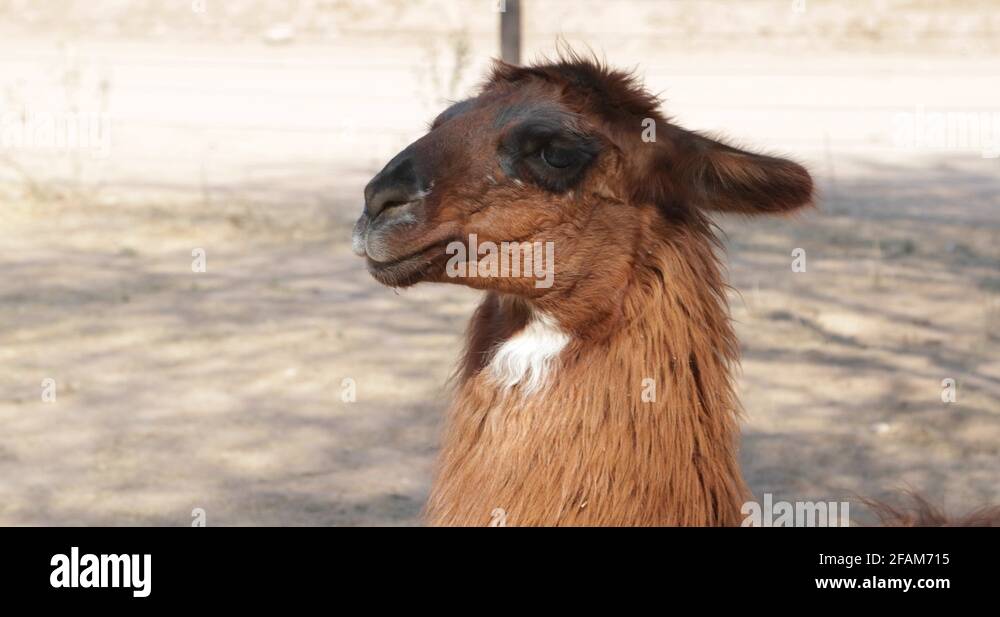 Llamas llama face Stock Videos & Footage - HD and 4K Video Clips - Alamy