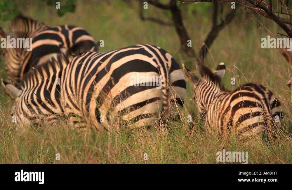 Telefoto Stock Videos & Footage - HD and 4K Video Clips - Alamy