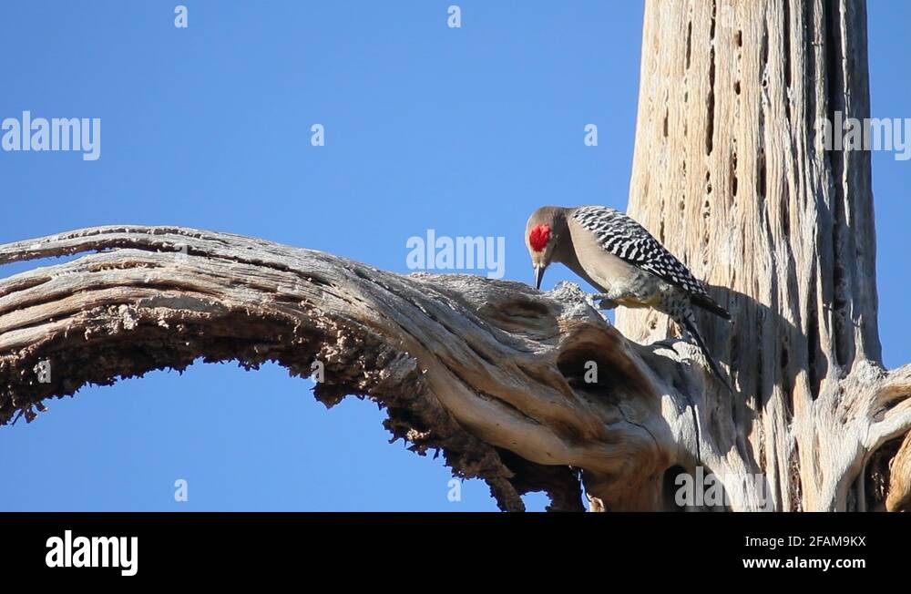 Bird behavior Stock Videos & Footage - HD and 4K Video Clips - Alamy