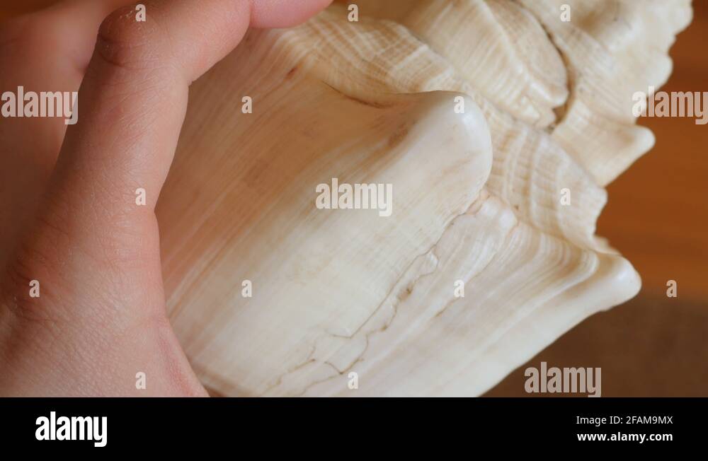 Hand holding shell Stock Videos & Footage - HD and 4K Video Clips - Alamy