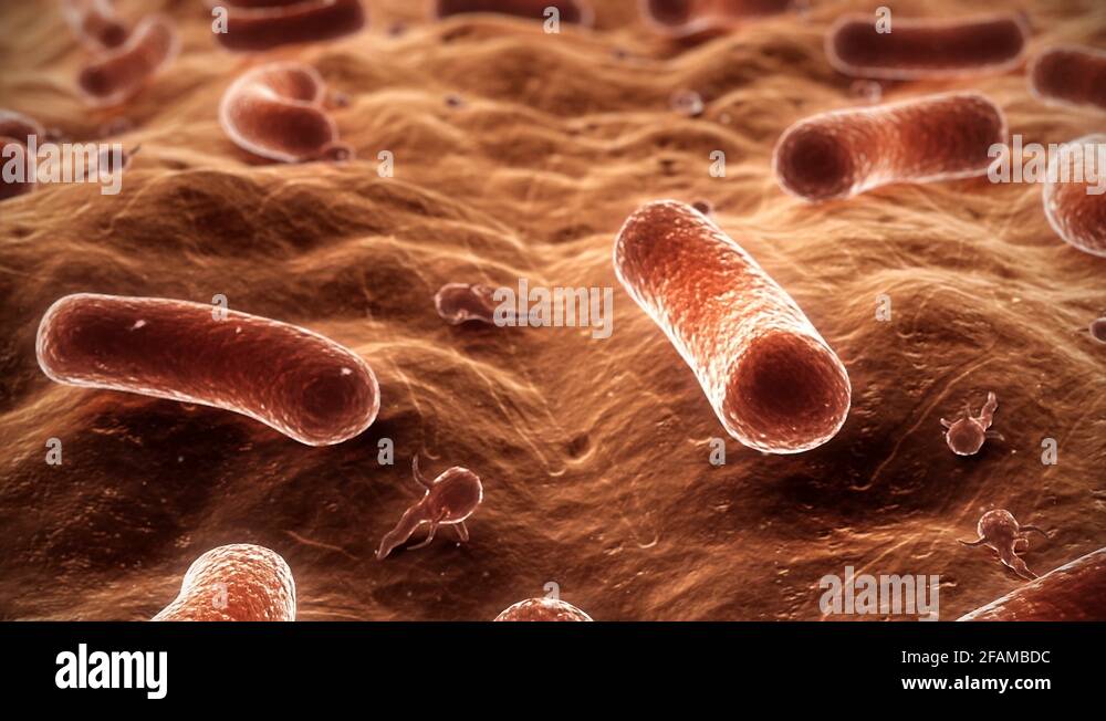 Anatomy bacteria Stock Videos & Footage - HD and 4K Video Clips - Alamy
