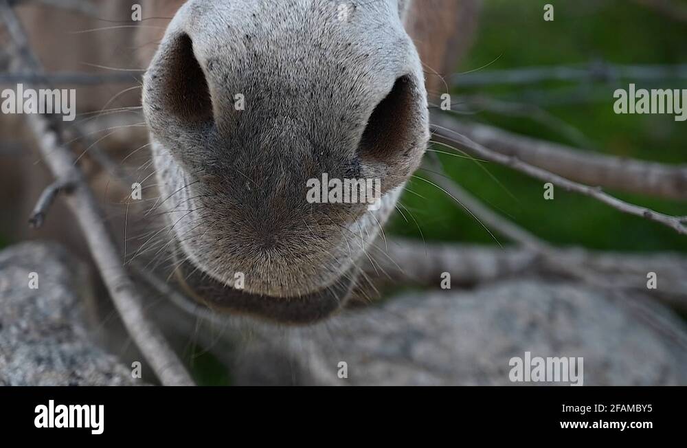Donkey nostrils Stock Videos & Footage - HD and 4K Video Clips - Alamy