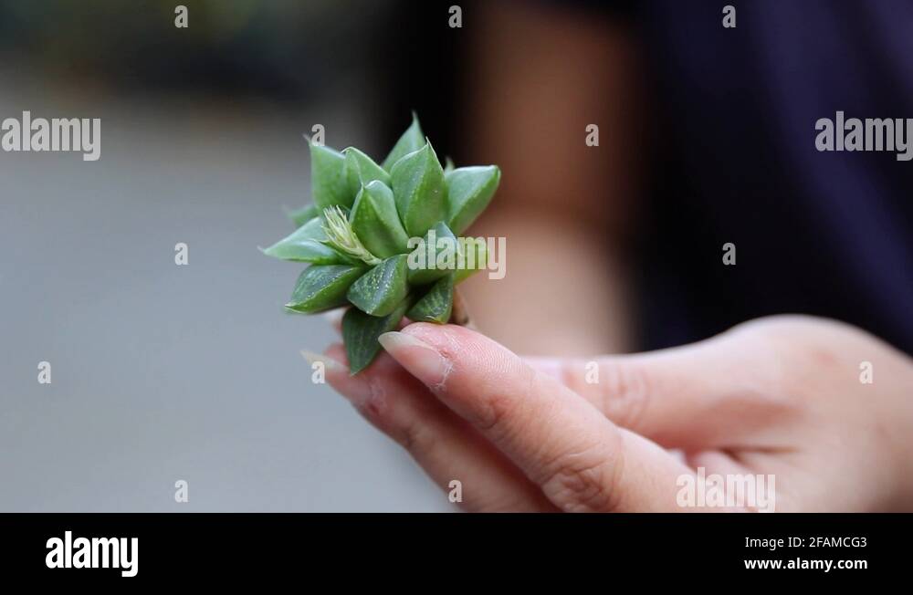 Dead woman hand Stock Videos & Footage - HD and 4K Video Clips - Alamy