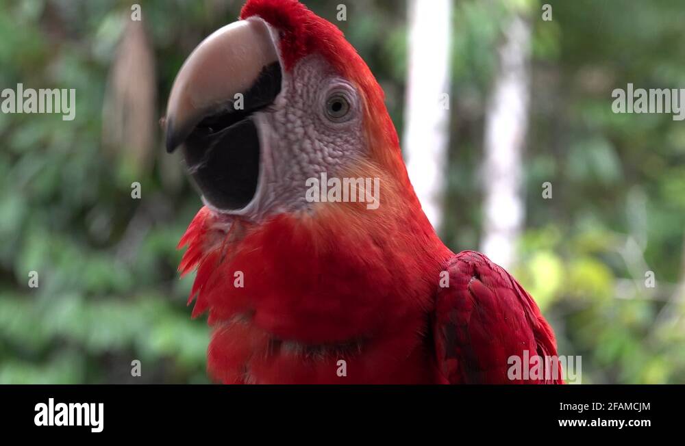 Scarlet macaw amazon basin Stock Videos & Footage - HD and 4K Video ...