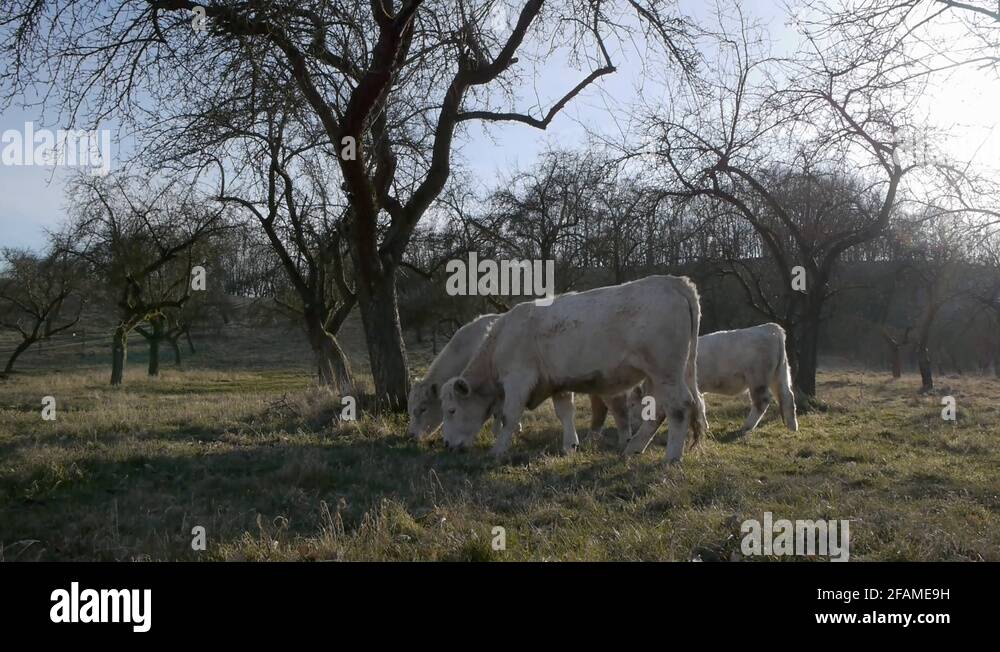 Cattle farming in spain Stock Videos & Footage - HD and 4K Video Clips ...