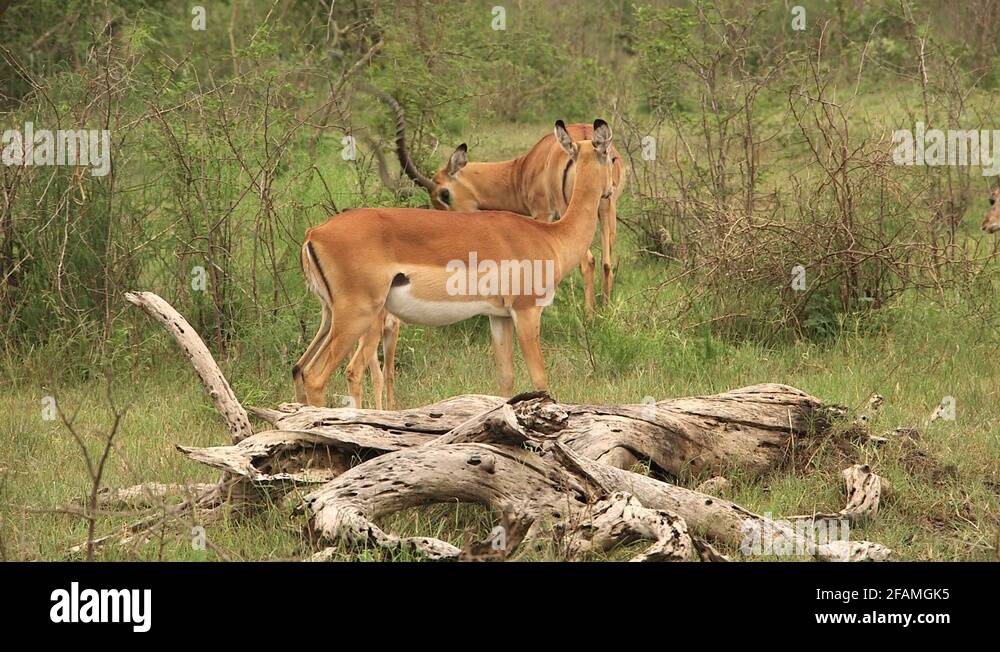 Impala horns Stock Videos & Footage - HD and 4K Video Clips - Alamy
