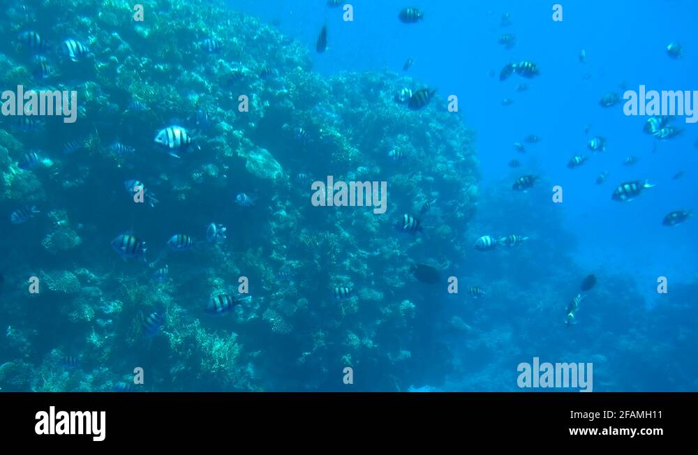 Can you see a fish Stock Videos & Footage - HD and 4K Video Clips - Alamy