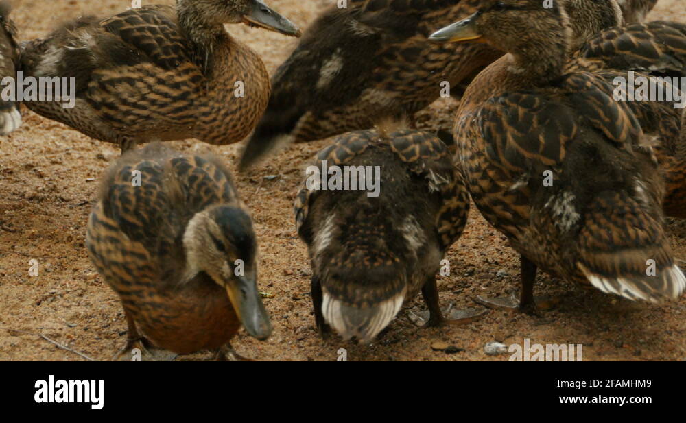 Brood feather Stock Videos & Footage - HD and 4K Video Clips - Alamy