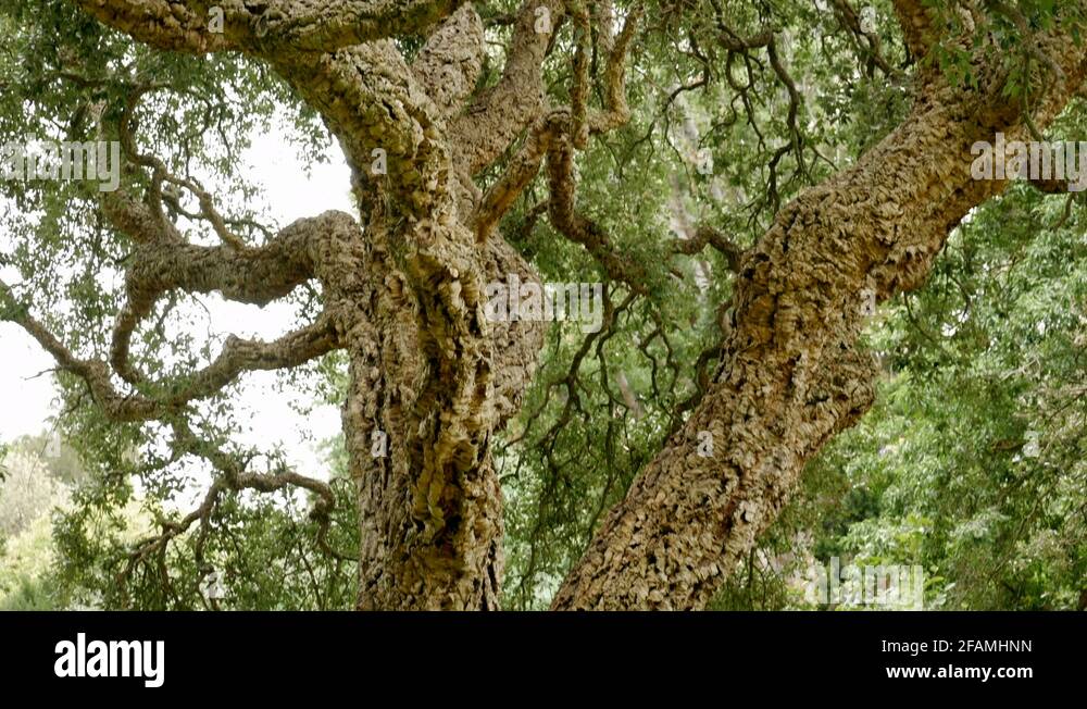 Quercus suber Stock Videos & Footage - HD and 4K Video Clips - Alamy