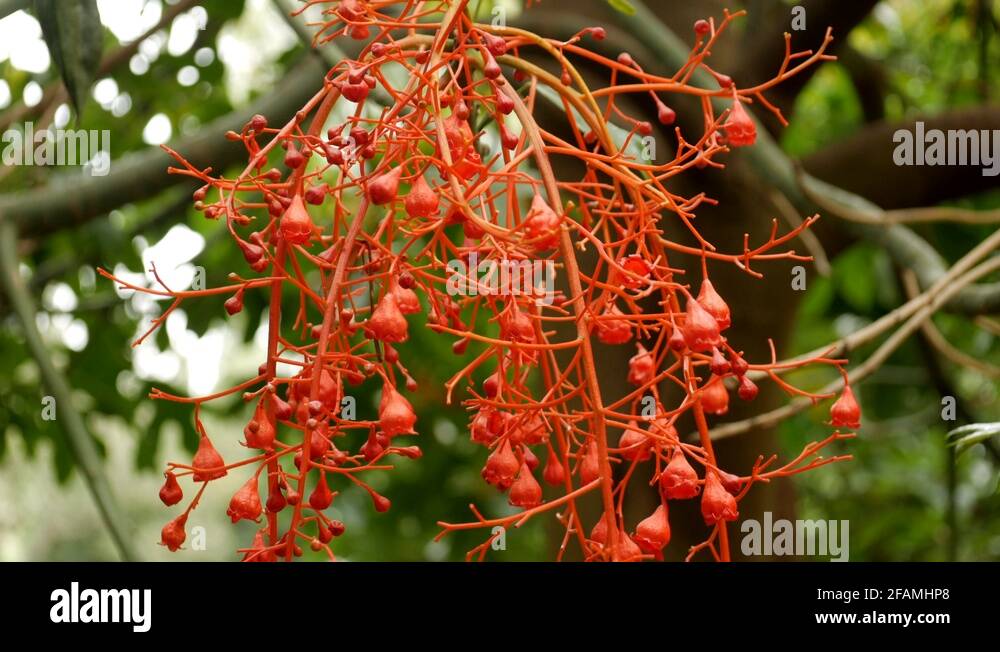 Blossom flame tree close Stock Videos & Footage - HD and 4K Video Clips ...