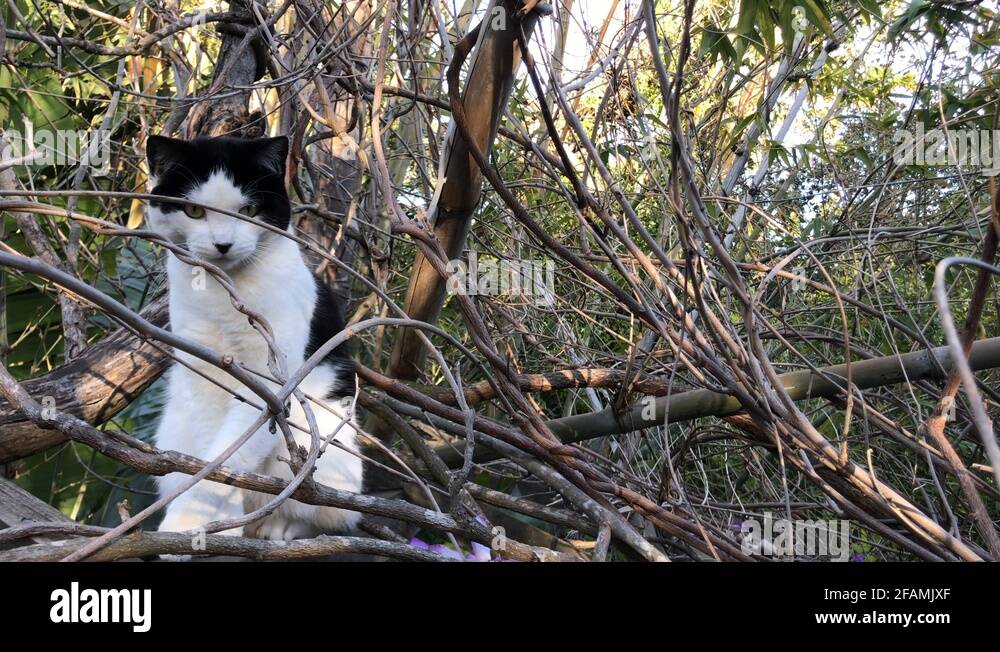 Intrigued cat Stock Videos & Footage - HD and 4K Video Clips - Alamy