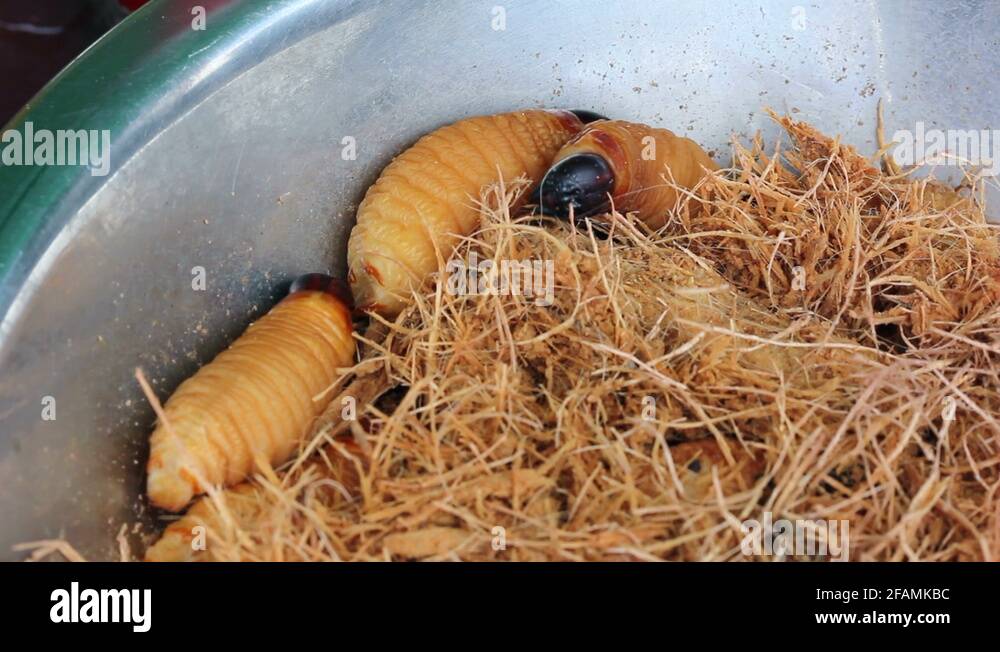 Eat edible bug Stock Videos & Footage - HD and 4K Video Clips - Alamy