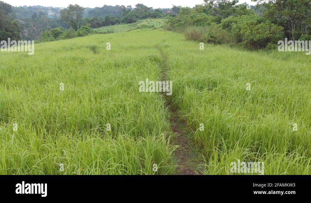 Overview grass Stock Videos & Footage - HD and 4K Video Clips - Alamy
