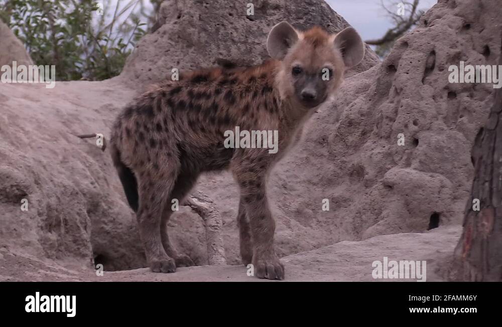 Hyena pup at den Stock Videos & Footage - HD and 4K Video Clips - Alamy