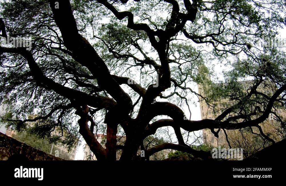 100 year old tree Stock Videos & Footage - HD and 4K Video Clips - Alamy