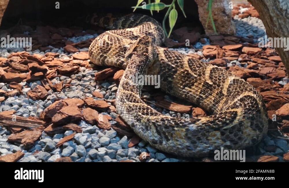 Puff adder Stock Videos & Footage - HD and 4K Video Clips - Alamy