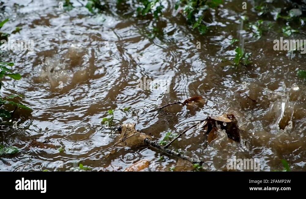 Plant rain puddle garden Stock Videos & Footage - HD and 4K Video Clips ...