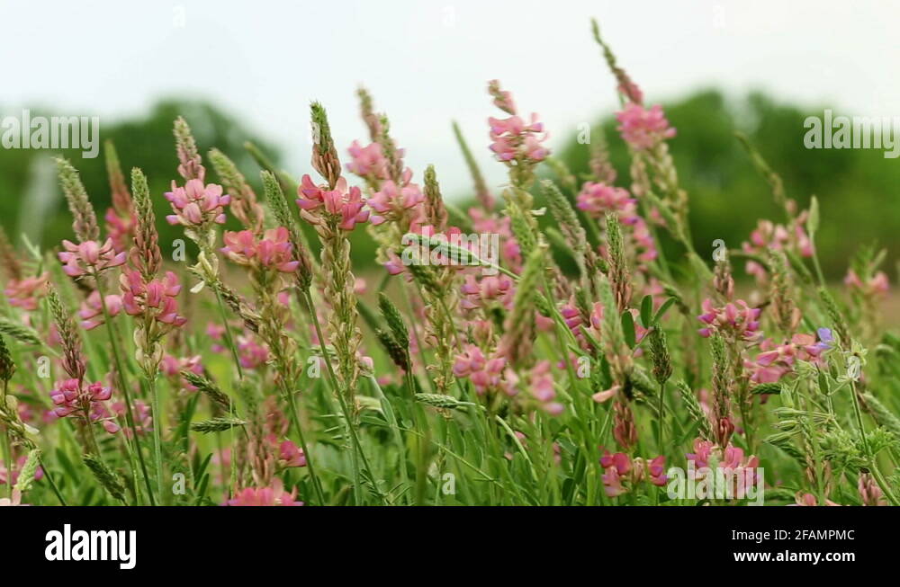 Plant legume family Stock Videos & Footage - HD and 4K Video Clips - Alamy