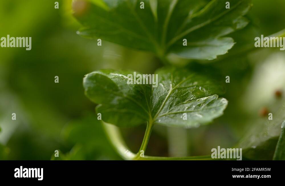 Small round seeds Stock Videos & Footage - HD and 4K Video Clips - Alamy