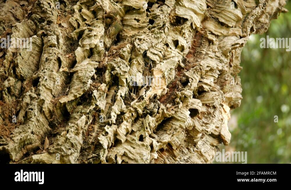 Cork oak bark quercus suber Stock Videos & Footage - HD and 4K Video ...