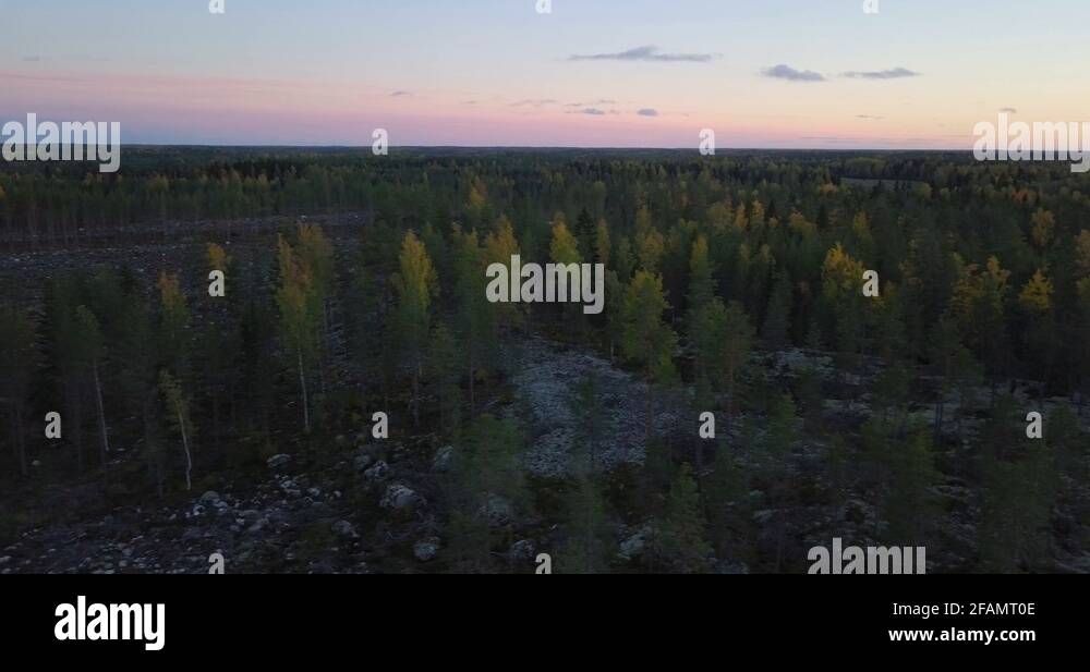 Forest at midnight Stock Videos & Footage - HD and 4K Video Clips - Alamy