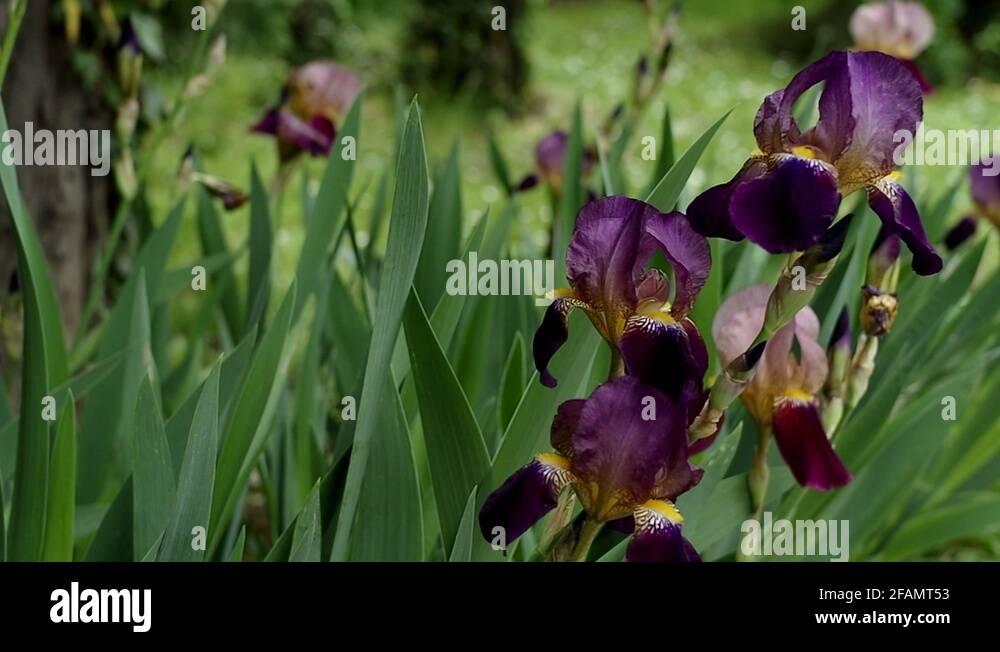 German theme Stock Videos & Footage - HD and 4K Video Clips - Alamy