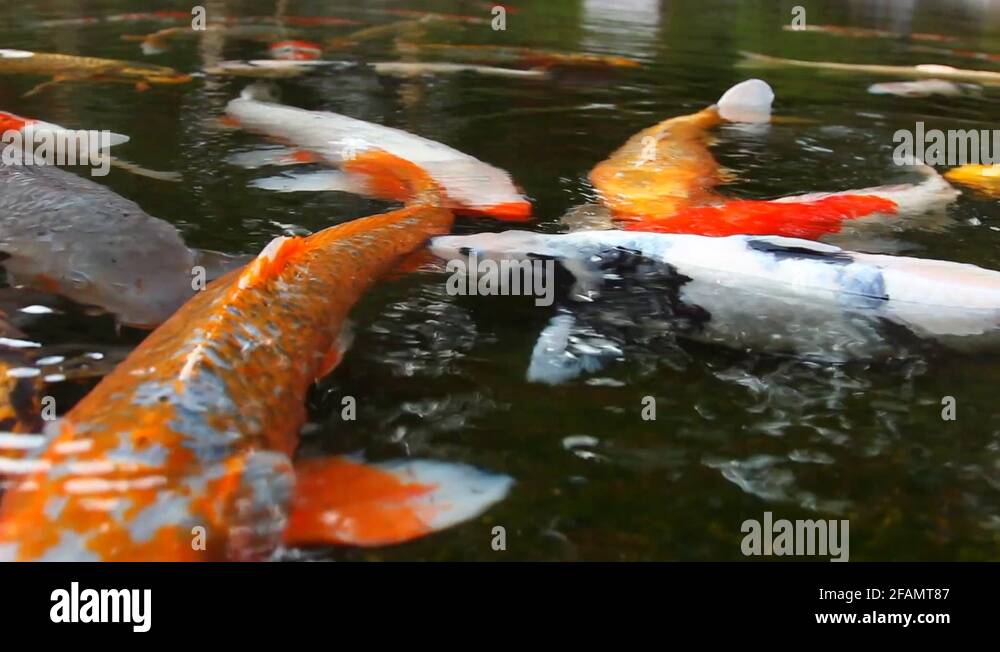 A Koi pond full of fish located in a beautiful garden in Tokyo Japan ...