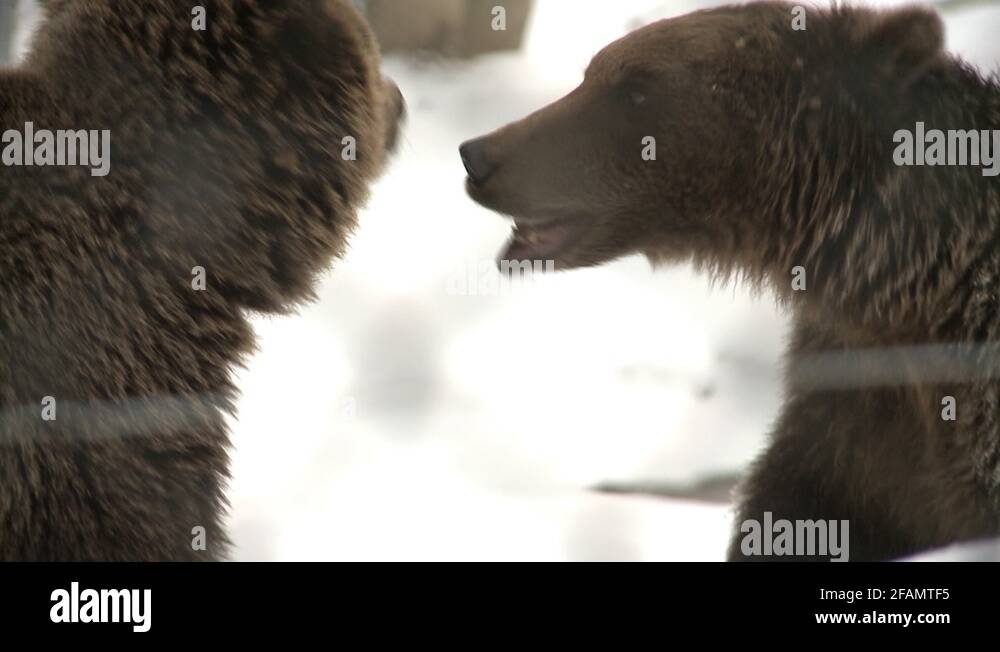 Two bears kissing Stock Videos & Footage - HD and 4K Video Clips - Alamy
